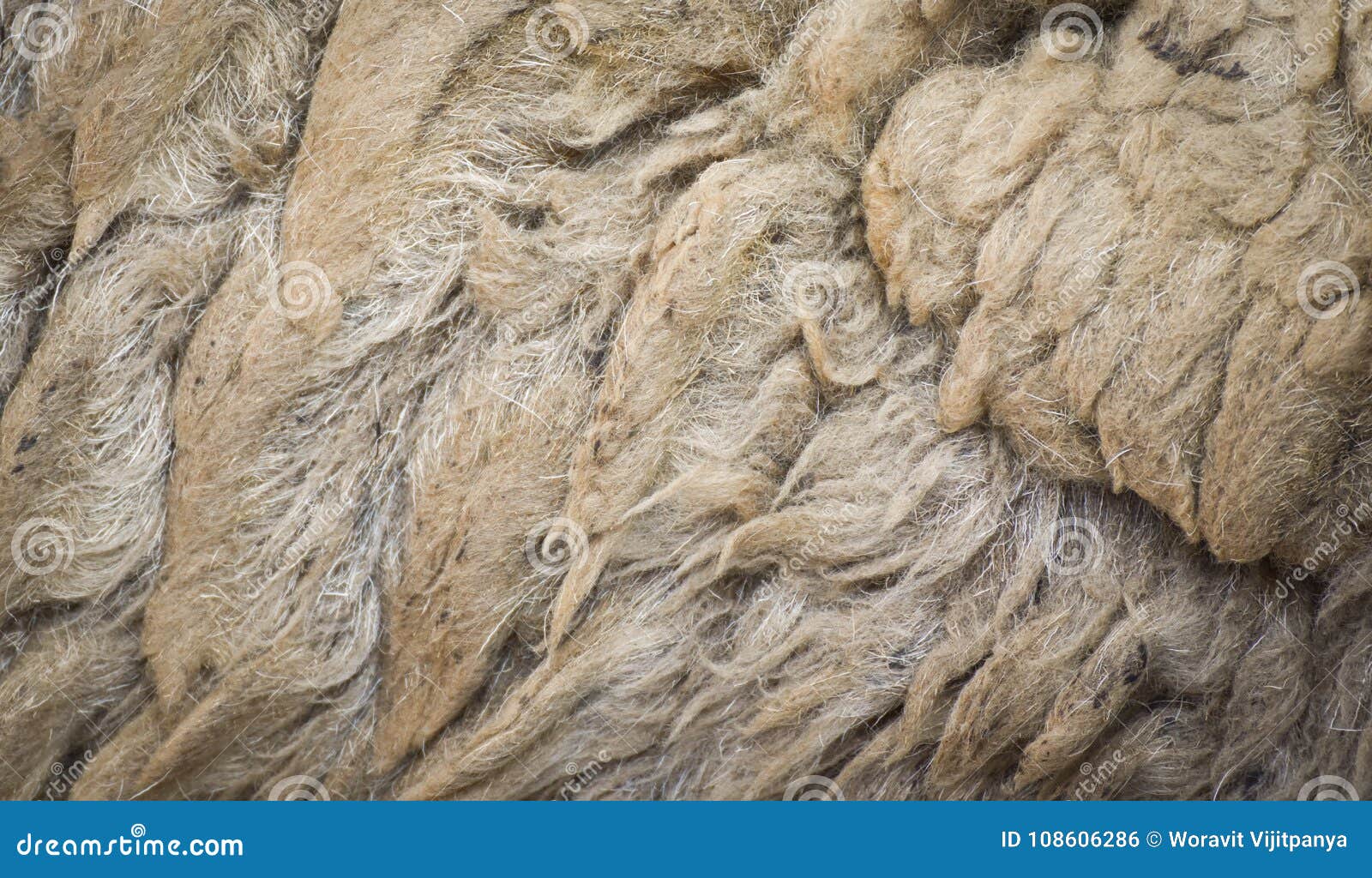 Sheep wool texture stock photo. Image of animal, closeup - 108606286