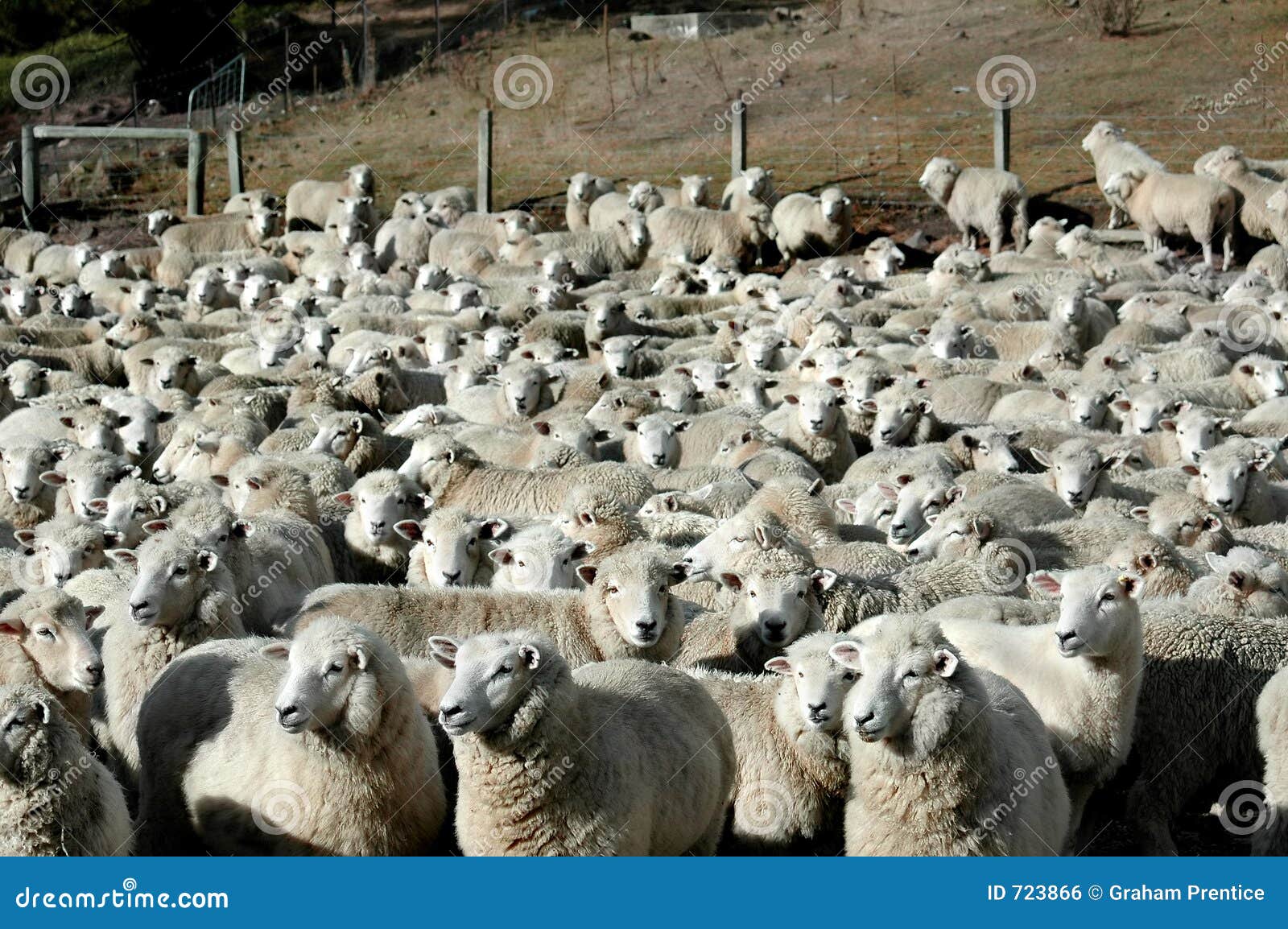 Sheep - in the Yards stock photo. Image of lanolin, range - 723866