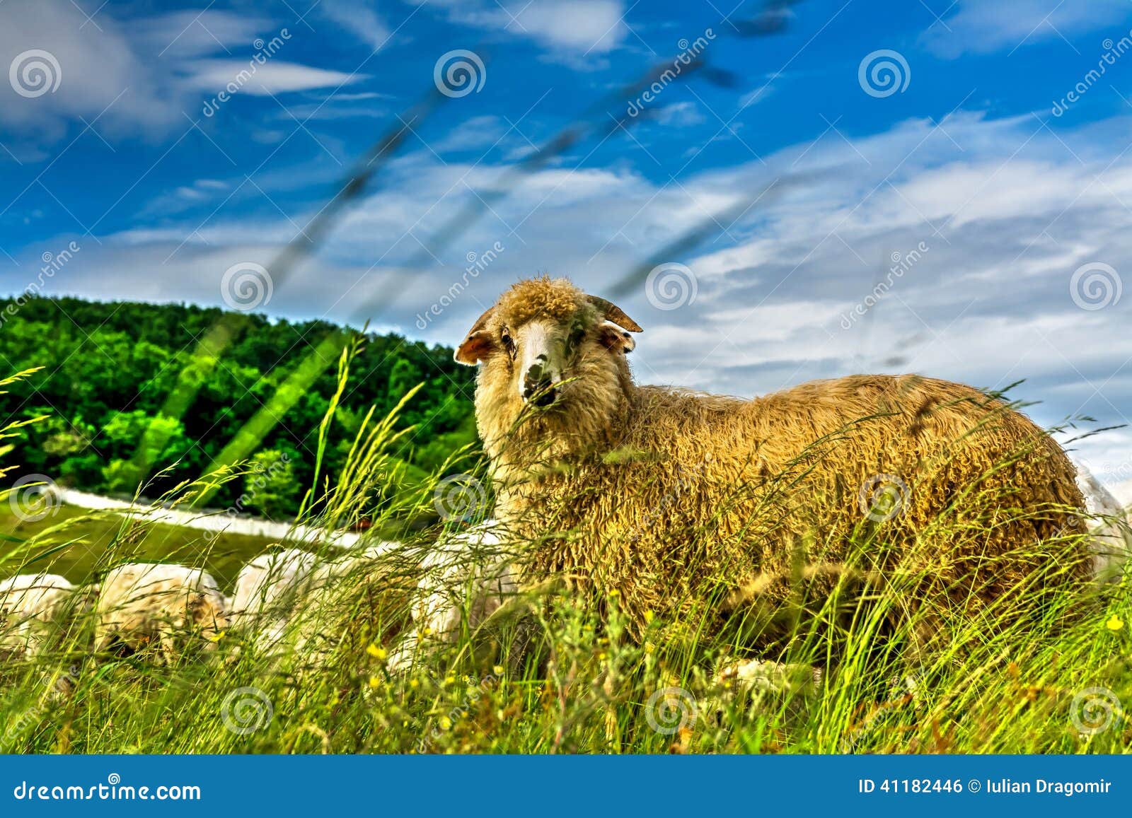 Sheep stock photo. Image of animal, agricultural, wool - 41182446