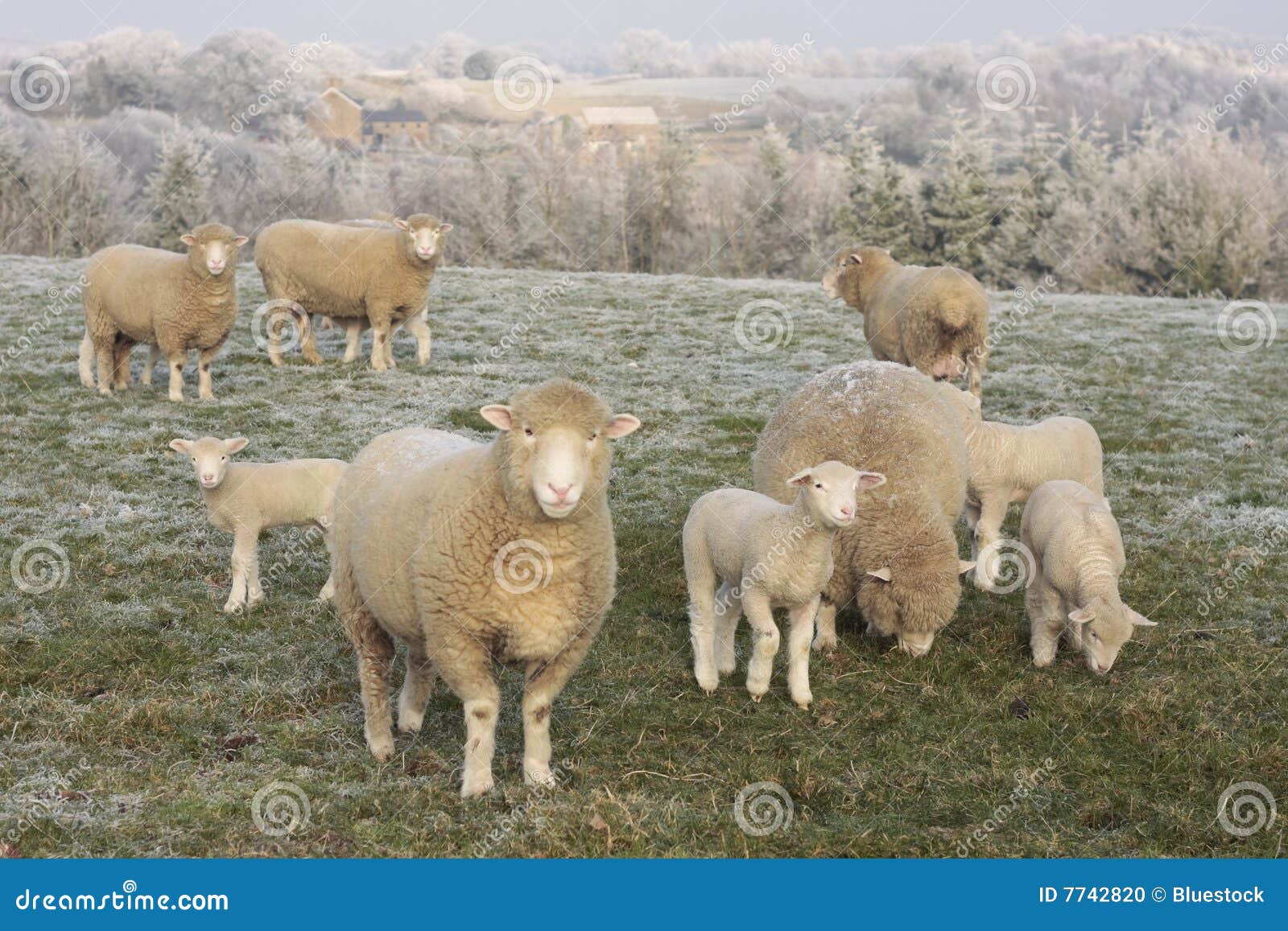 Sheep with young lambs stock photo. Image of countryside - 7742820