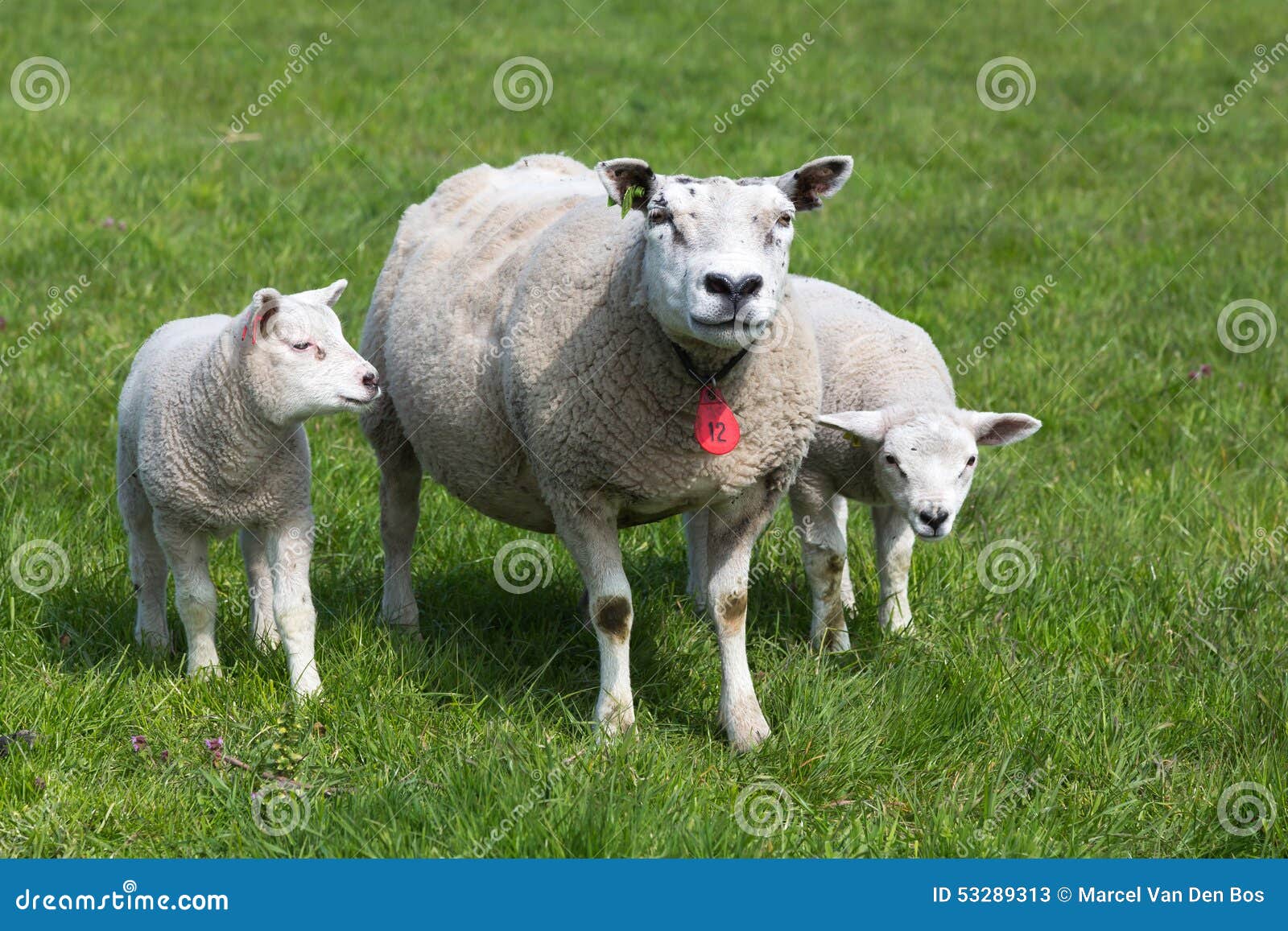 Sheep with young lambs stock image. Image of grass, livestock - 53289313