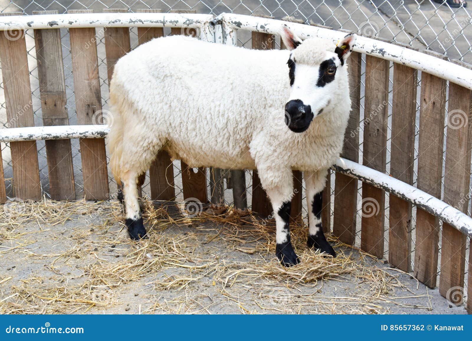 Sheep in a zoo cage. stock photo. Image of mammals, rural - 85657362