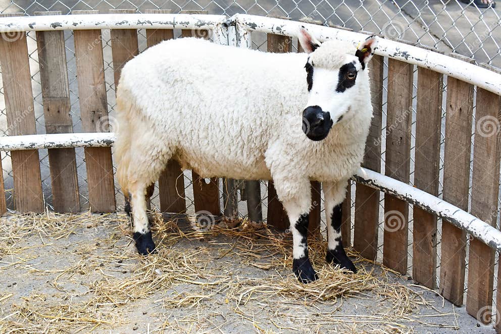 Sheep in a zoo cage. stock photo. Image of mammals, rural - 85657362