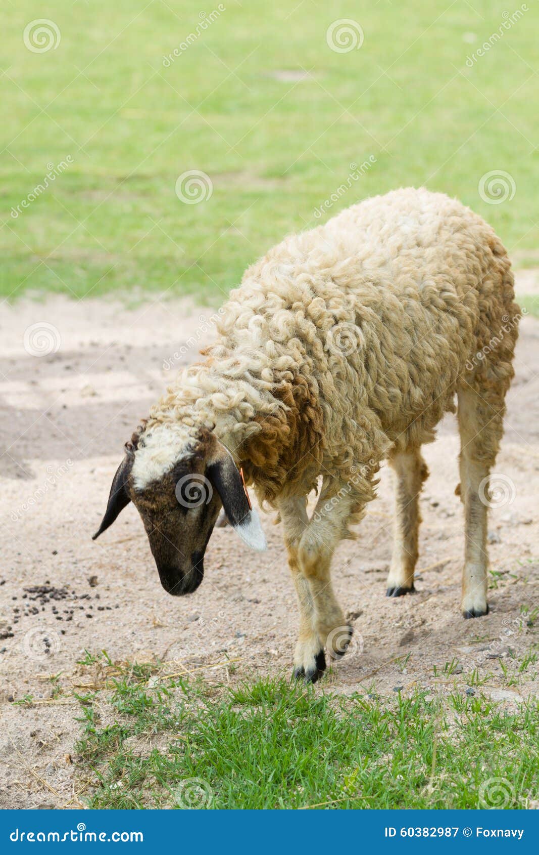 Sheep stock image. Image of black, lying, coat, wool - 60382987