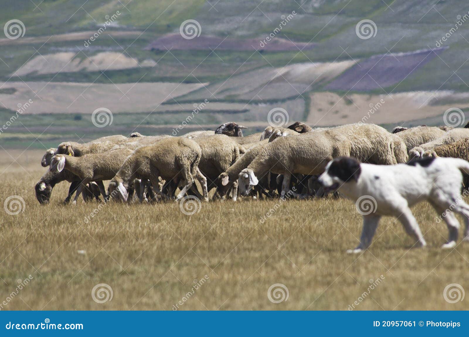 Sheepdog stock image. Image of work, three, following - 20957061