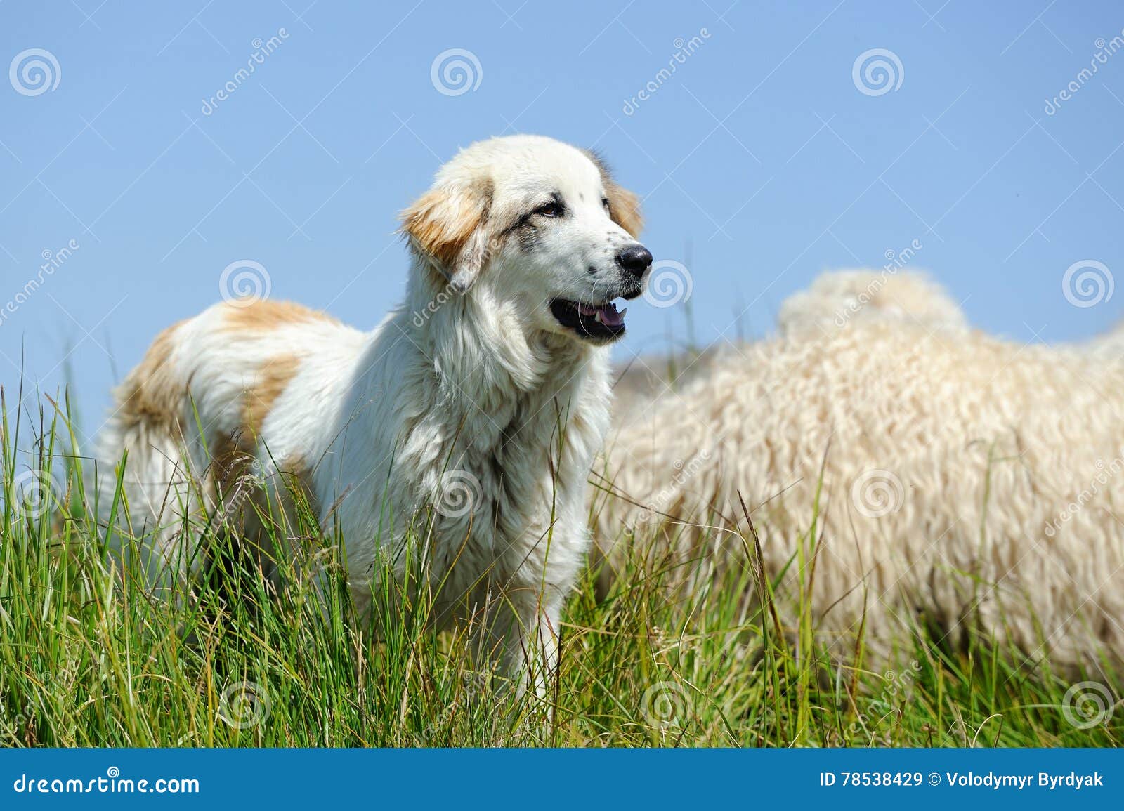 Sheepdog Guarding a Flock of Sheep Stock Image - Image of guard ...