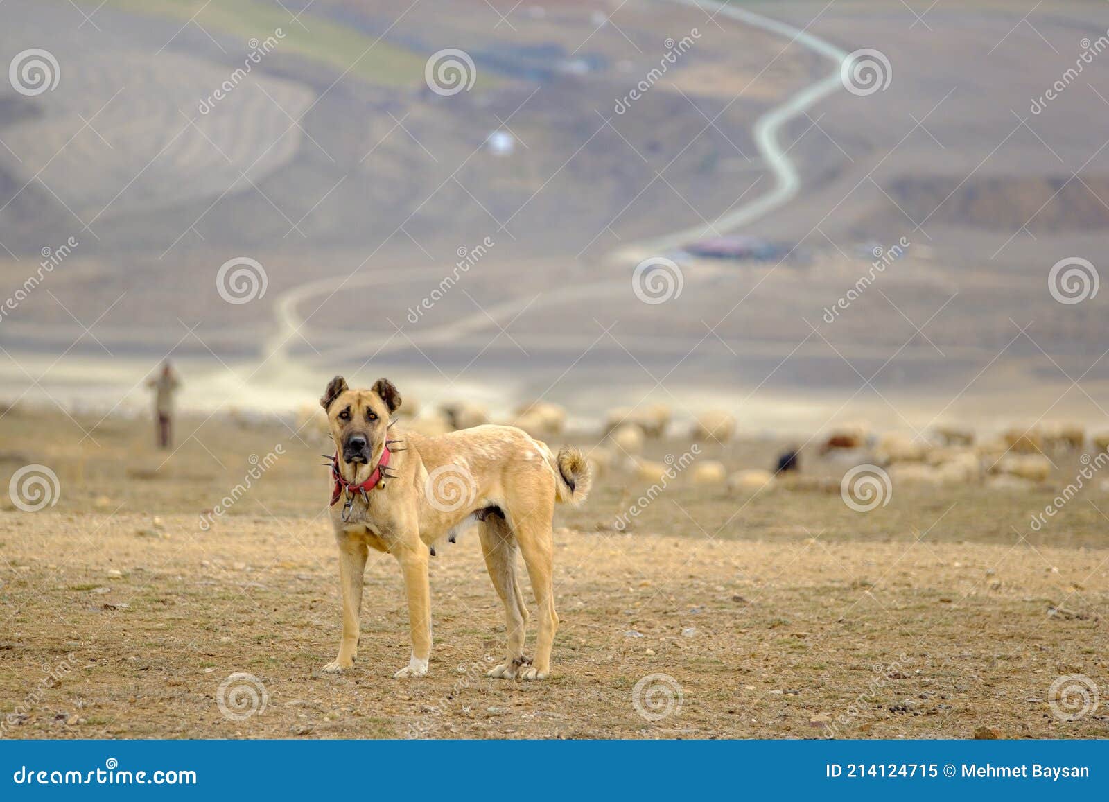 Sheepdog Protecting Sheep From Foreigner Stock Image - Image of collar ...