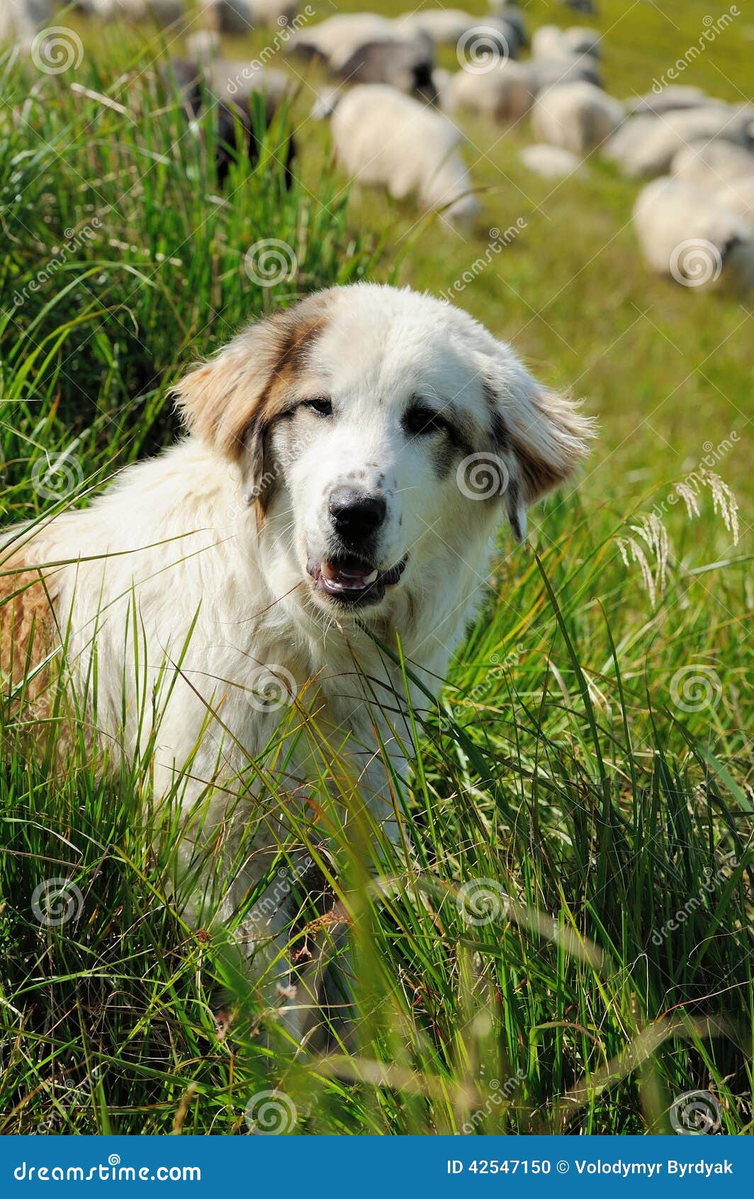 Sheepdog and sheep stock photo. Image of mammal, field - 42547150