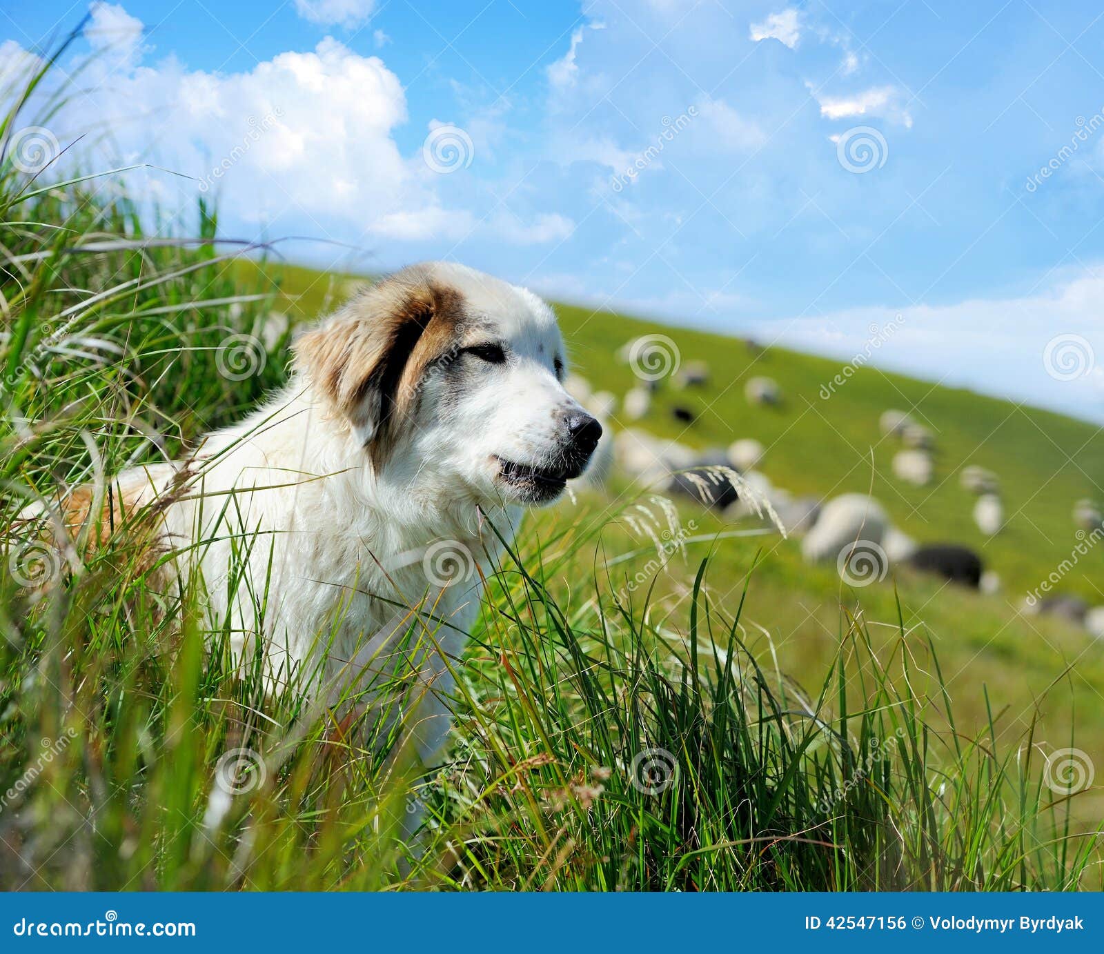 Sheepdog and sheep stock photo. Image of herd, pasture - 42547156