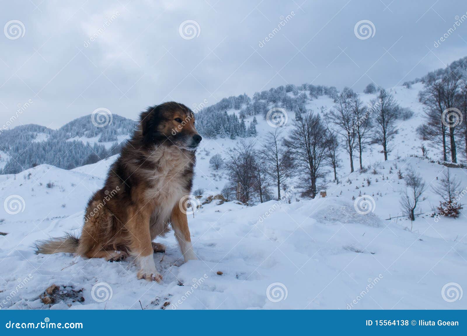 Sheepdog, Shepherd Dog in Winter Stock Photo - Image of cold, cute ...