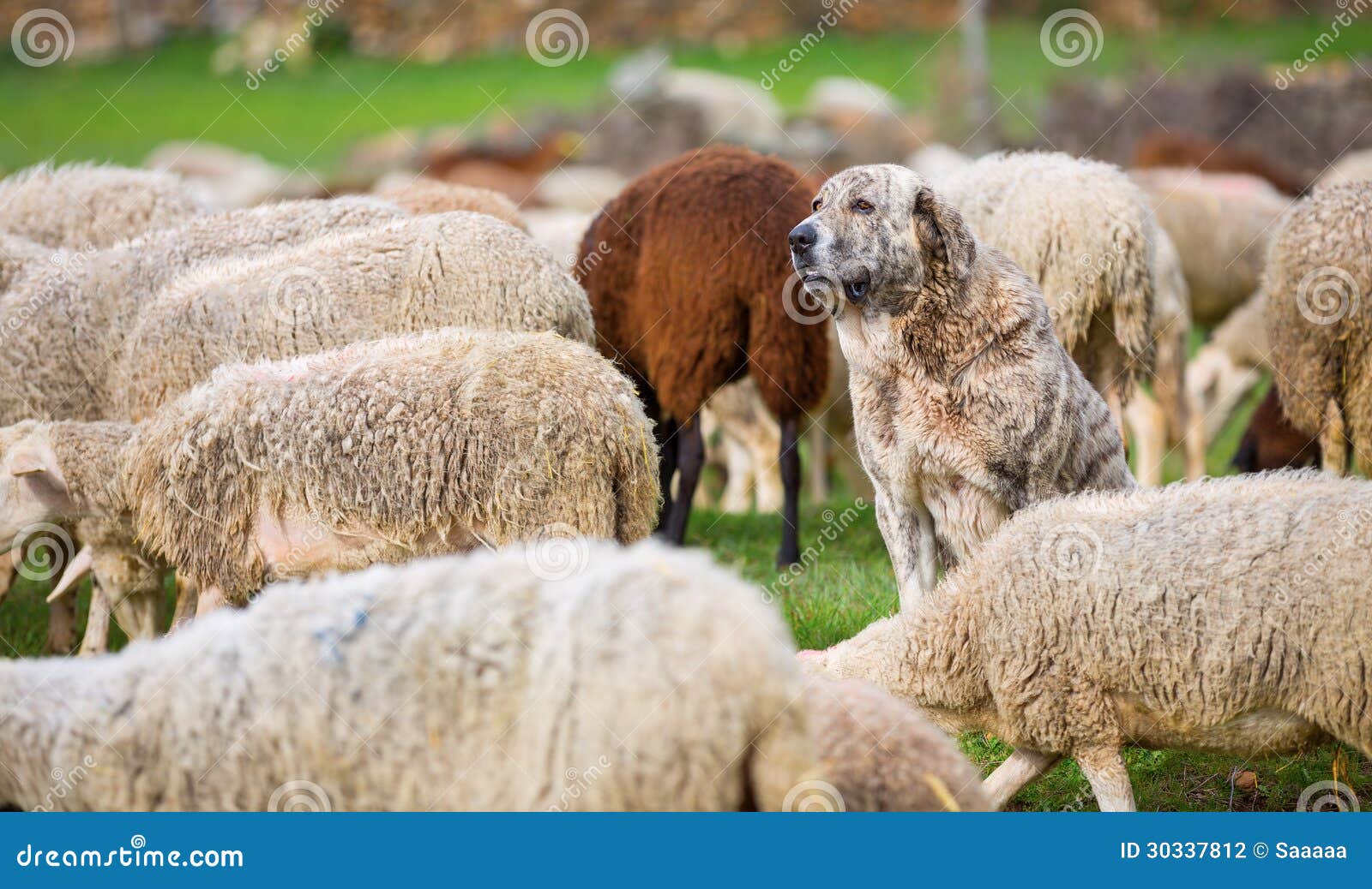 Sheepdog stock photo. Image of landscape, country, peace - 30337812