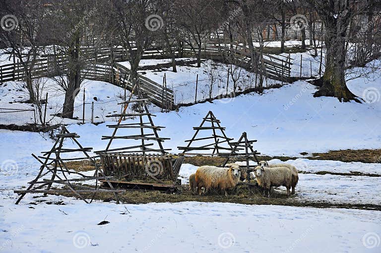 Sheepfold stock photo. Image of land, grass, hill, feed - 18684232