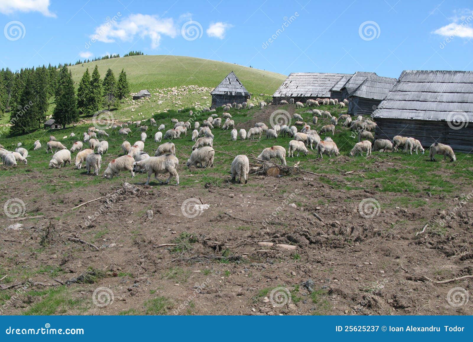 At sheepfold stock image. Image of meadow, sheep, zootechnics - 25625237