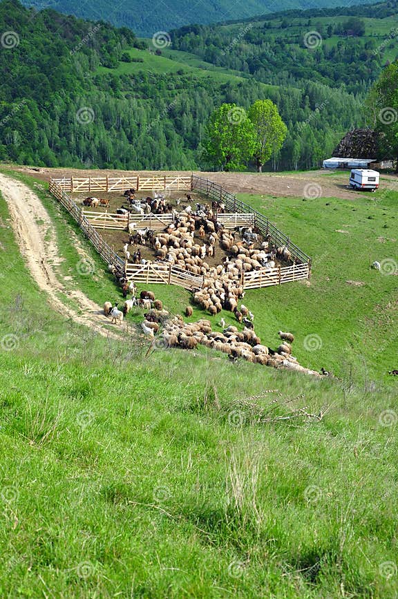 Sheepfold 库存照片. 图片 包括有 罗马尼亚, 母羊, 种田, 乡下, 群落, 羊褶, 查找, 在内地 - 40990790