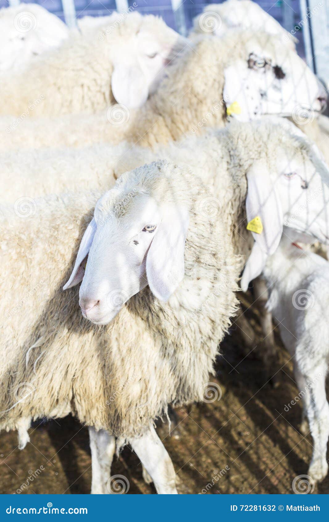 Sheepfold with Domestic Sheeps Stock Photo - Image of pasture, ovis ...