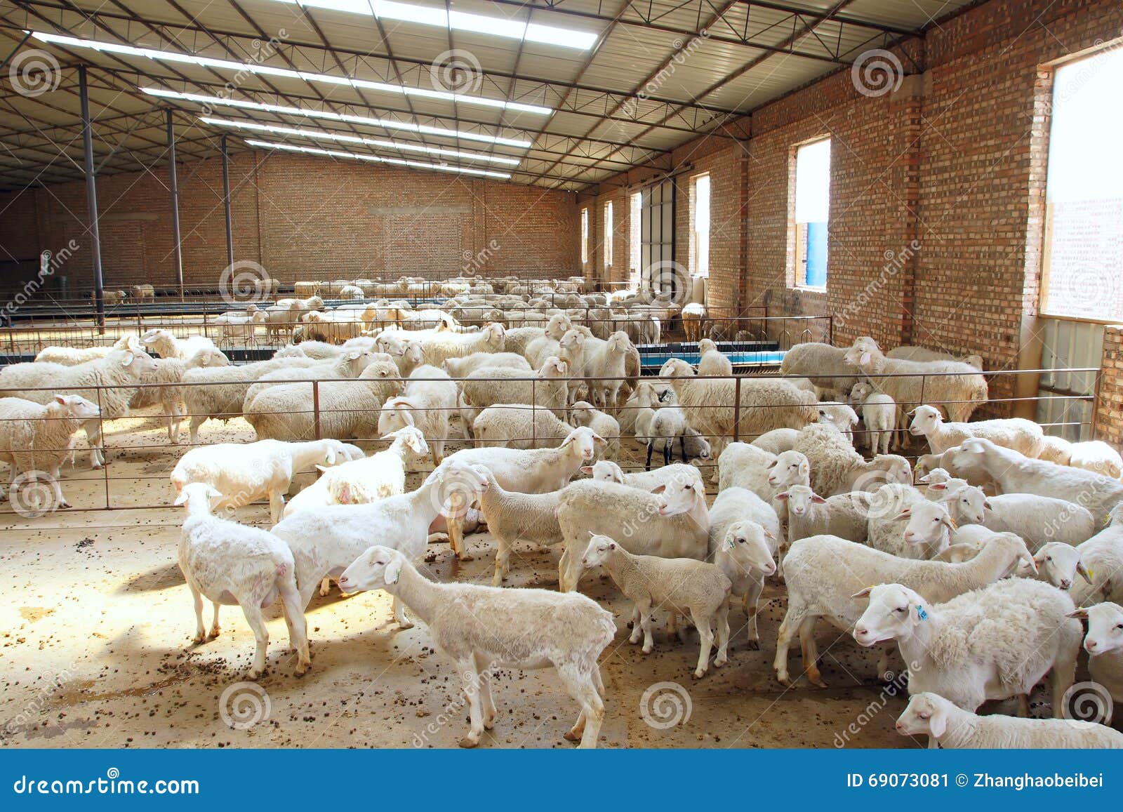Sheepfold stock image. Image of sheep, mammals, animals - 69073081