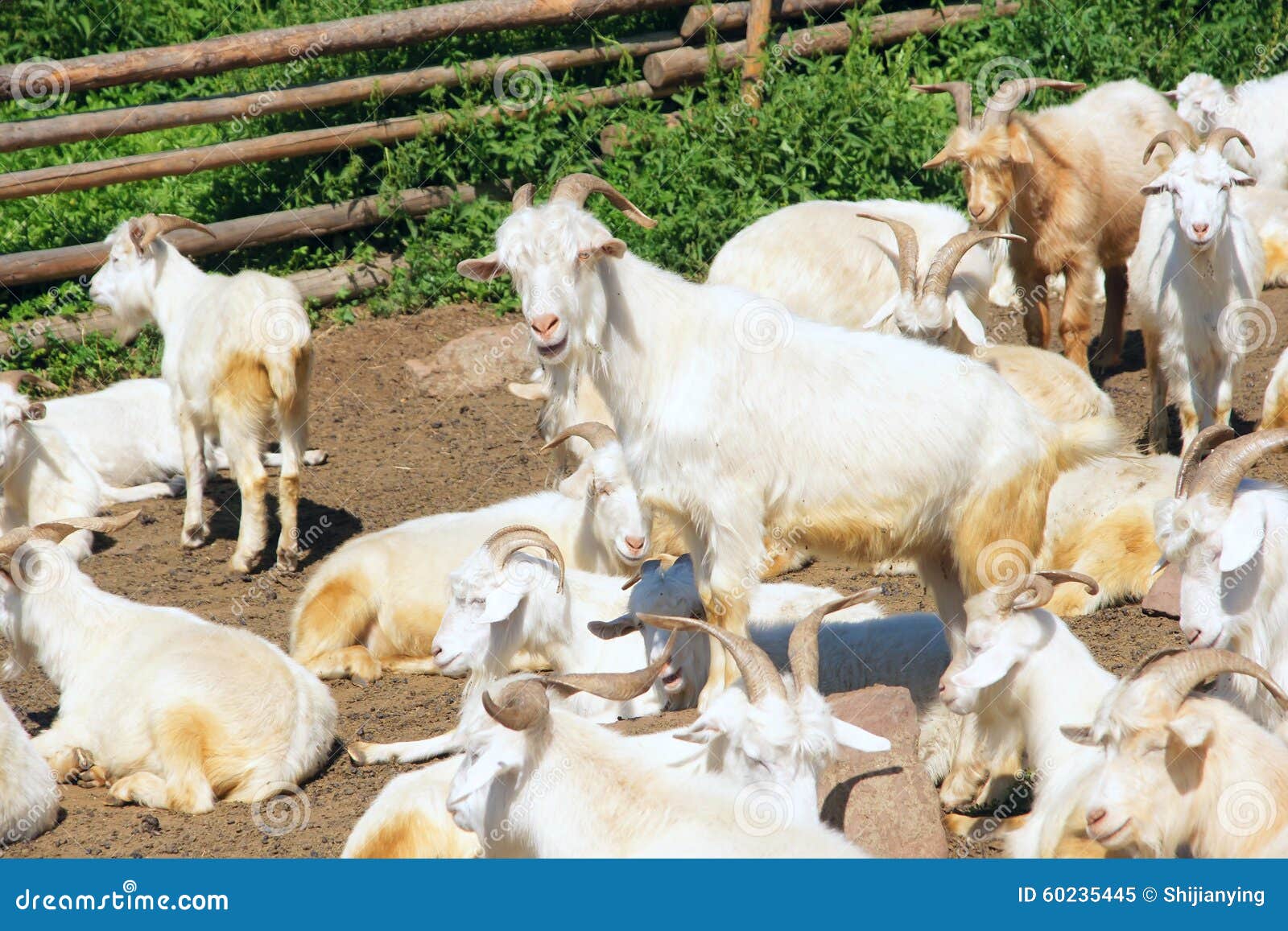 Sheepfold stock image. Image of flock, sheep, animals - 60235445