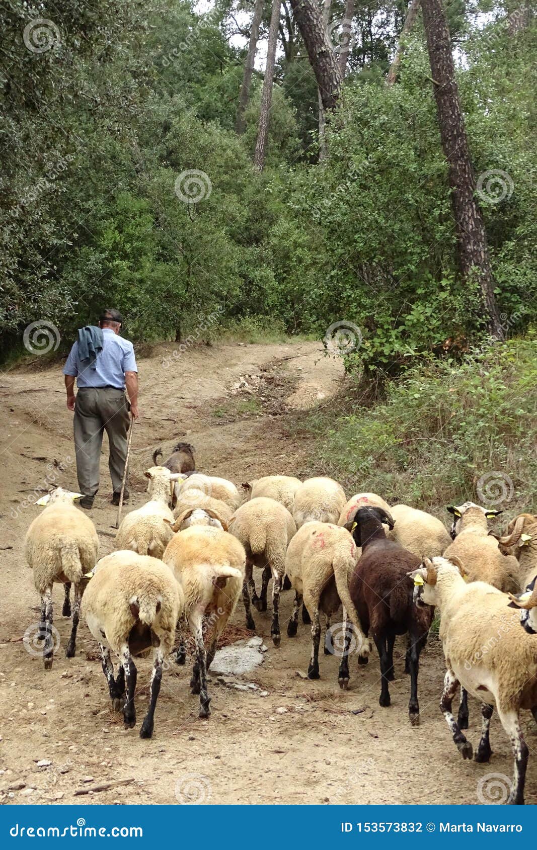 Sheepherder with His Sheep Flock in the Forest Editorial Photography ...
