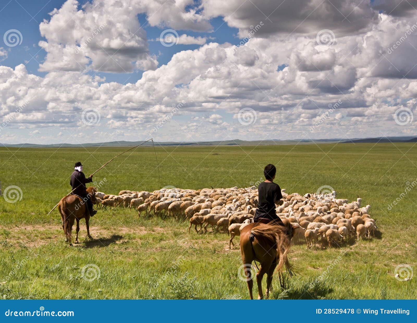 Sheepherder e pecore fotografia stock editoriale. Immagine di asiatico ...
