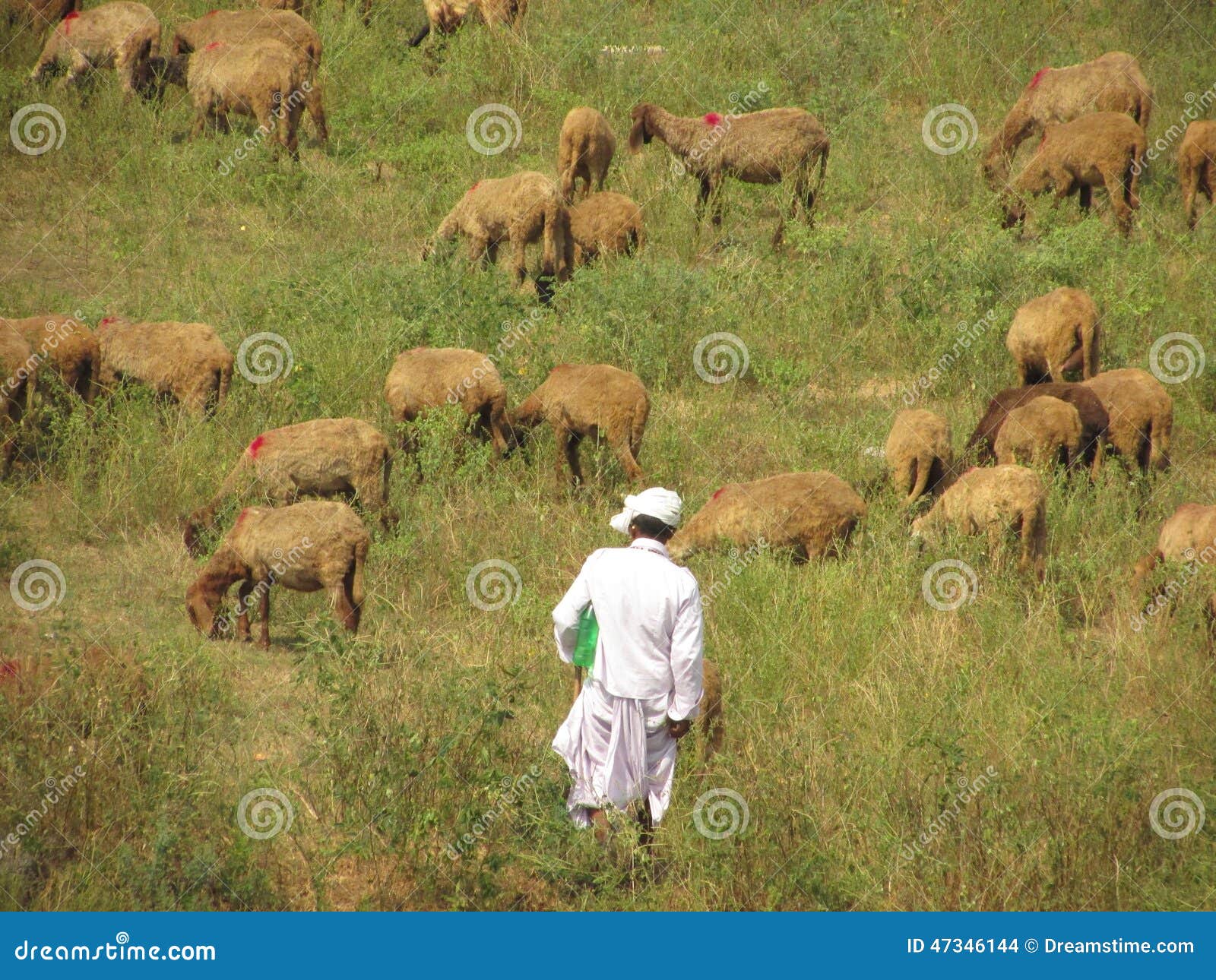 Sheepherder editorial stock image. Image of urban, sheepherder - 47346144