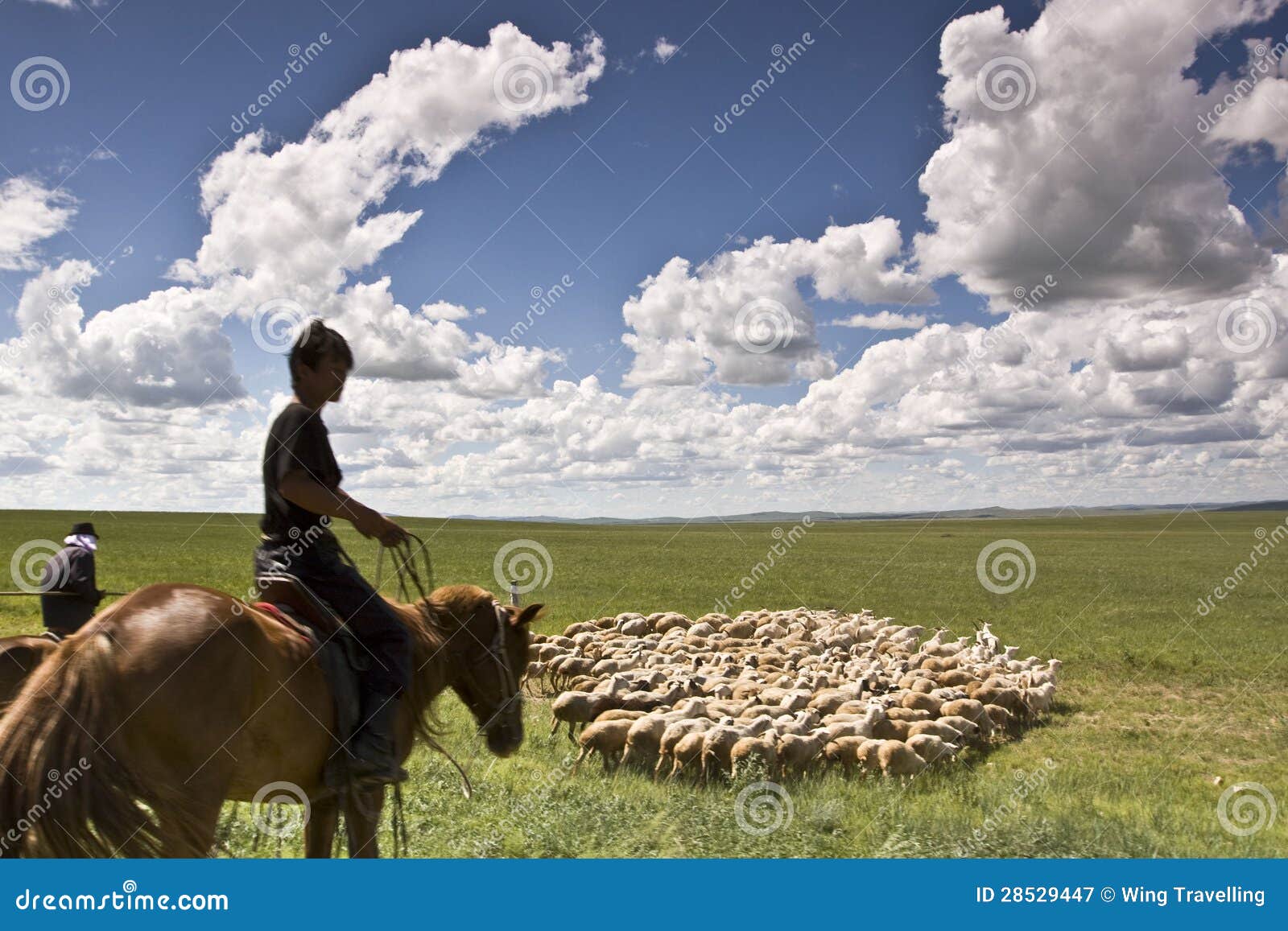 Sheepherder and sheep editorial photography. Image of wool - 28529447