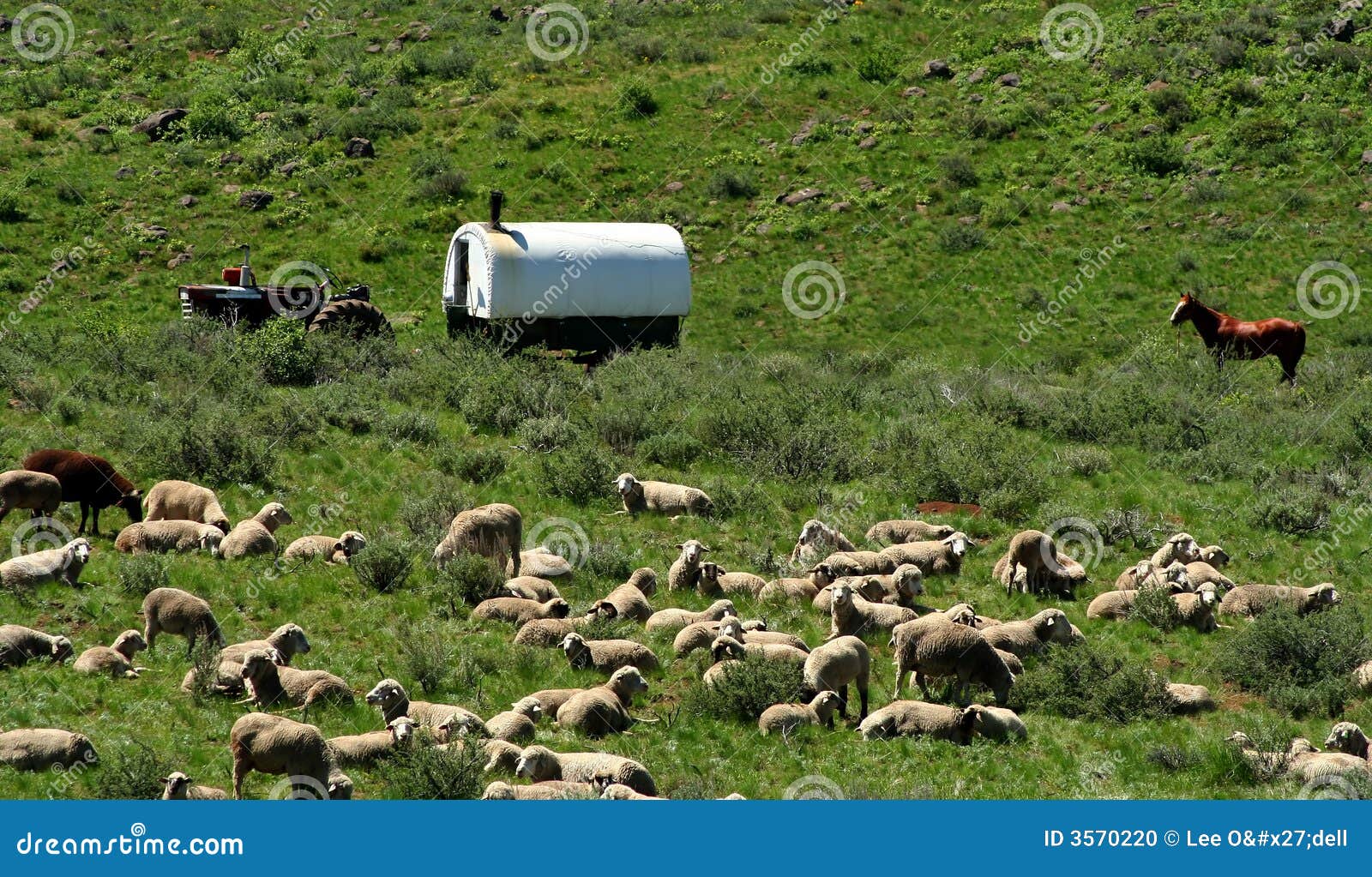Sheepherder Wagon With Sheep Picture. Image: 3570220