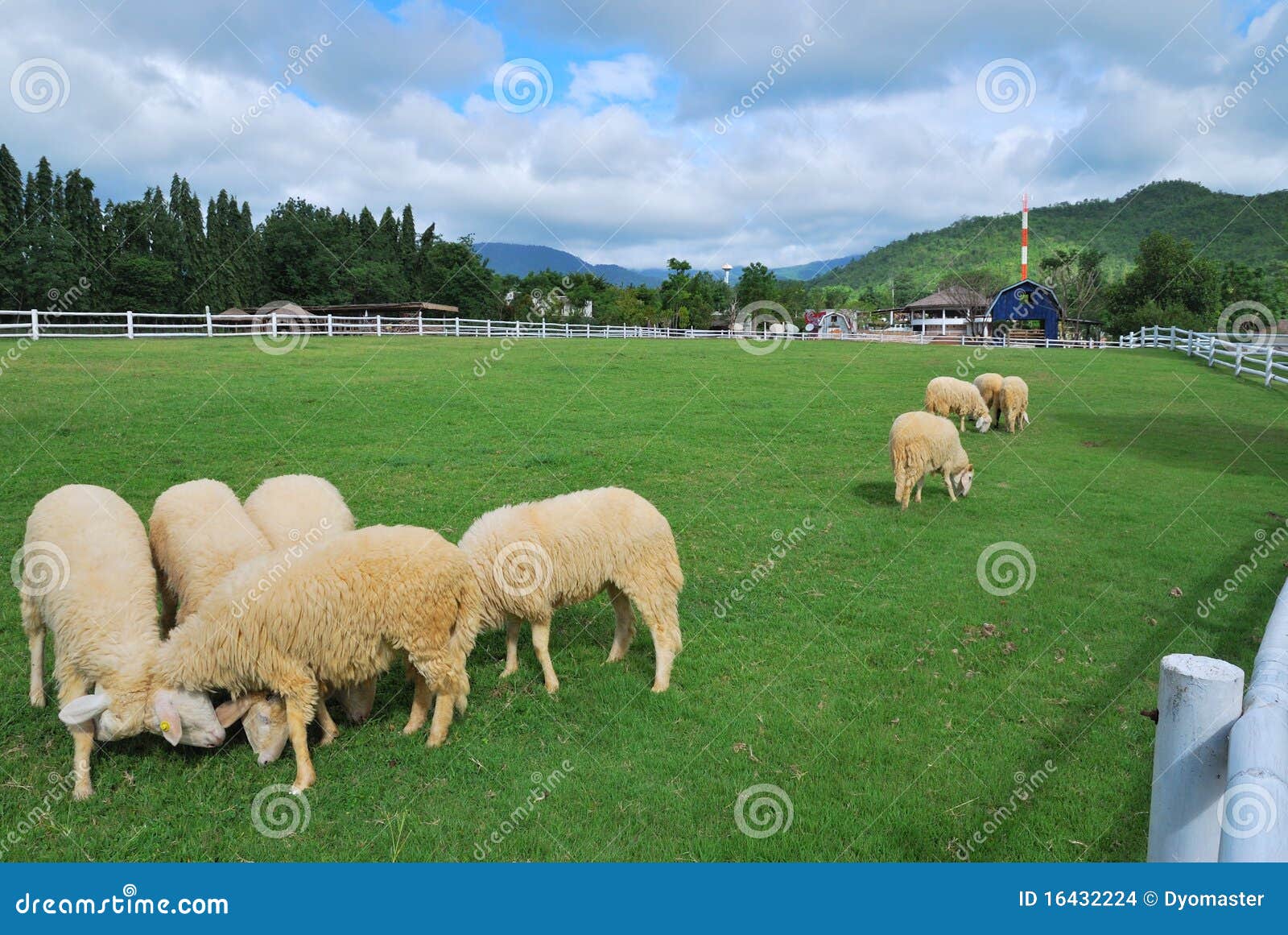 Sheepie sheep stock photo. Image of outdoors, lamb, cute - 16432224