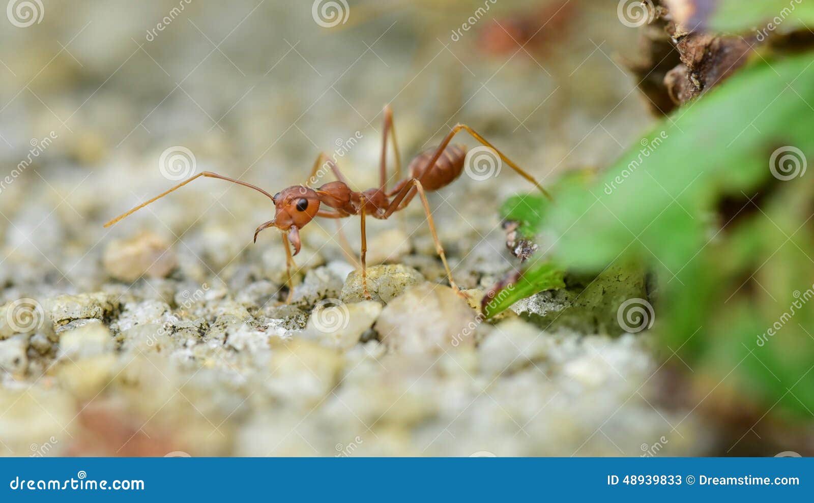 Sheepish Ant stock image. Image of crawling, portrait - 48939833