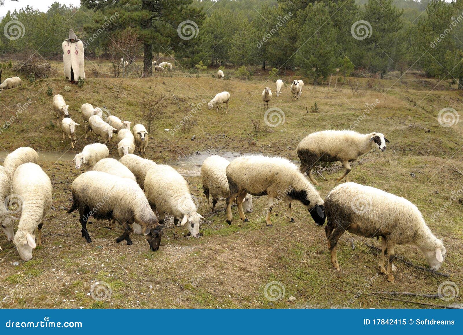 Sheepman and sheep editorial image. Image of beard, guiding - 17842415
