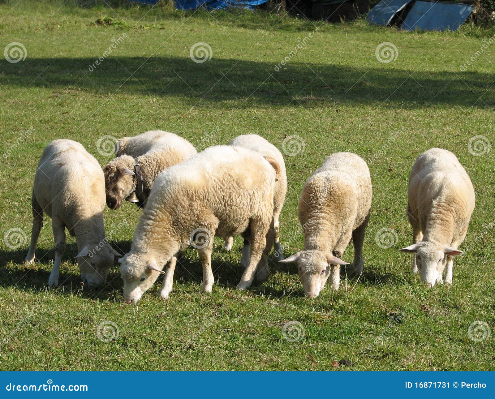 Sheeps stock image. Image of animal, grazing, livestock - 16871731
