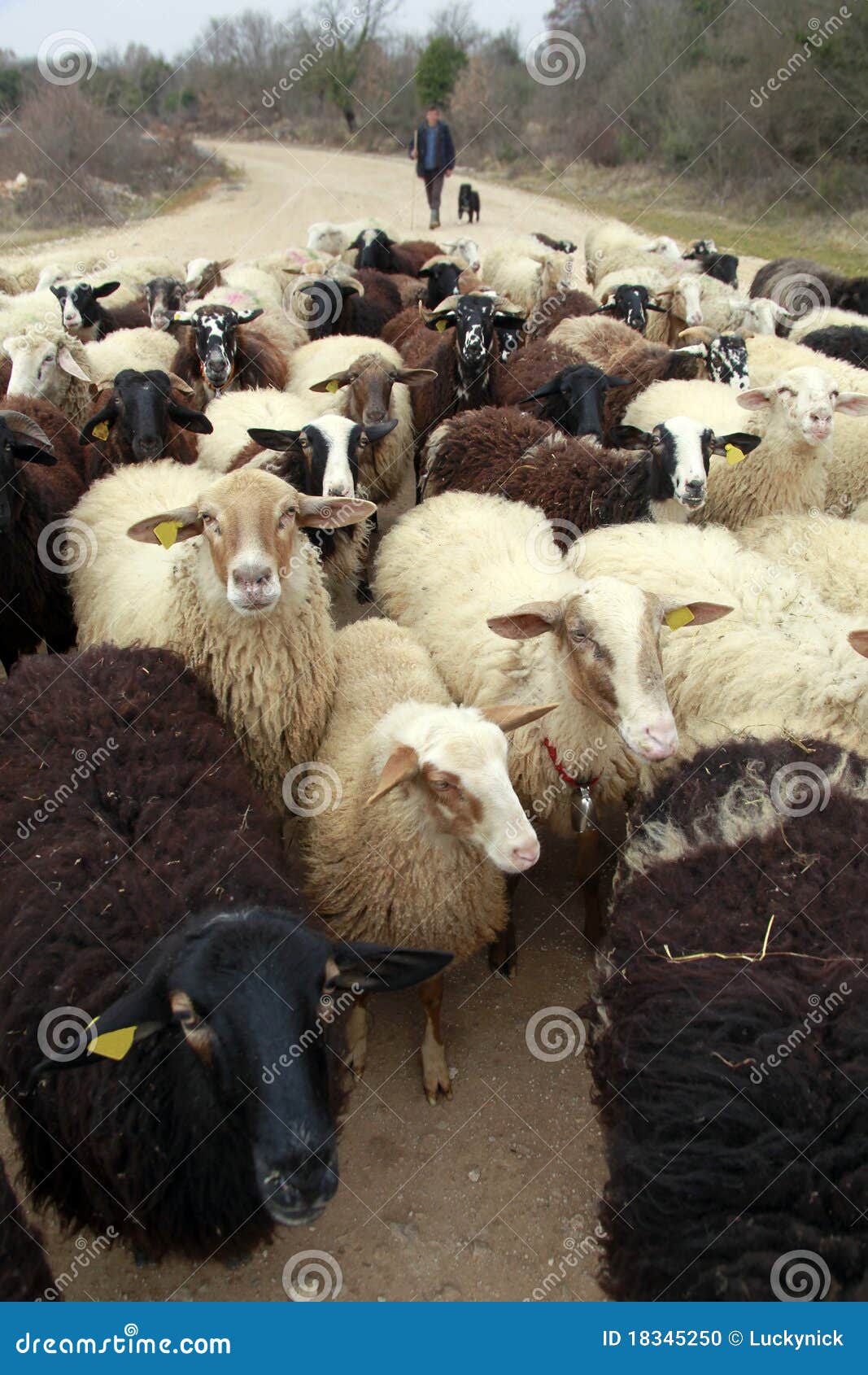 Sheeps stock photo. Image of pasturage, tree, mutton - 18345250