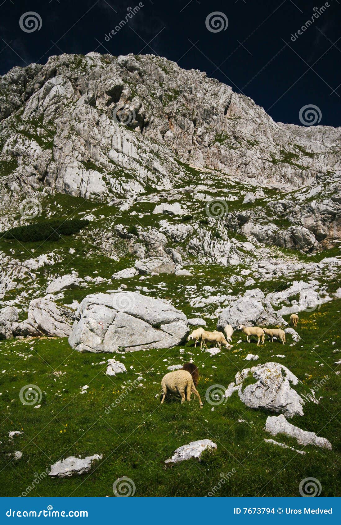 Sheeps in alps stock photo. Image of cattle, farming, europe - 7673794
