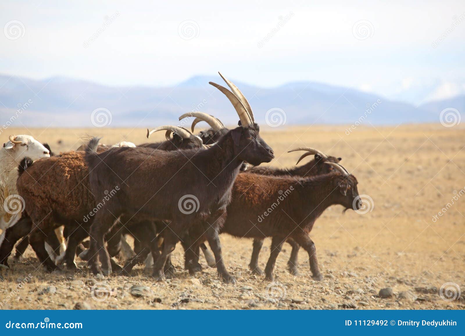 Sheeps on altai stock photo. Image of animals, breeding - 11129492