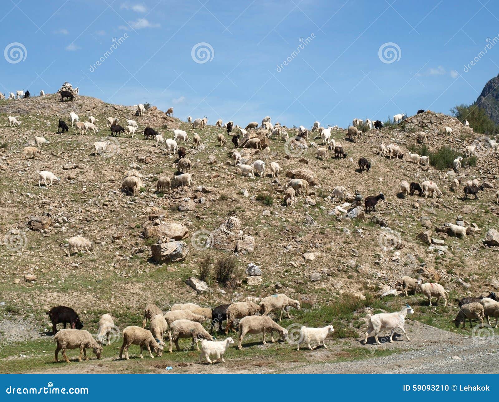 Sheeps at the Altai Mountains Stock Photo - Image of outdoors, animals ...