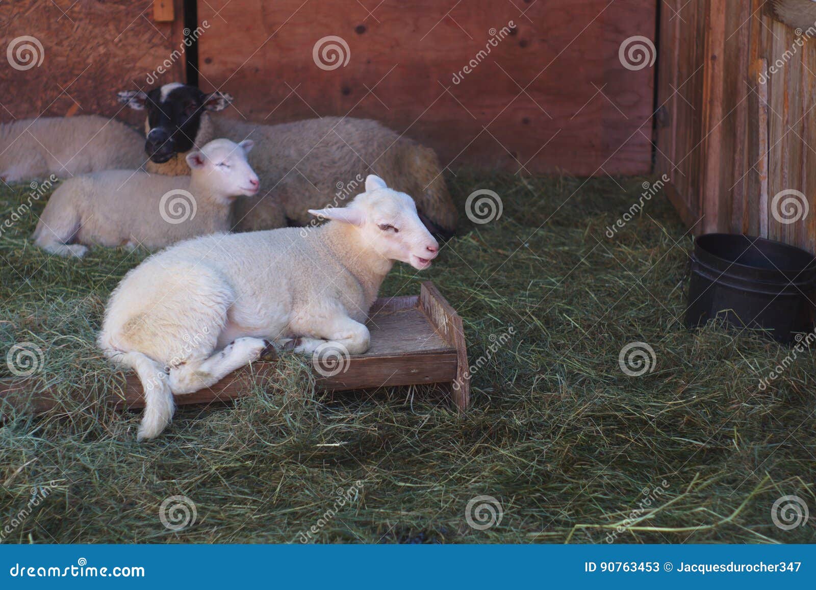 Sheeps in a Barn Resting on Hay Stock Image - Image of animals ...