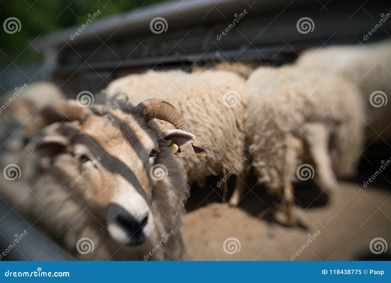 Sheeps in a barn stock image. Image of outside, field - 118438775