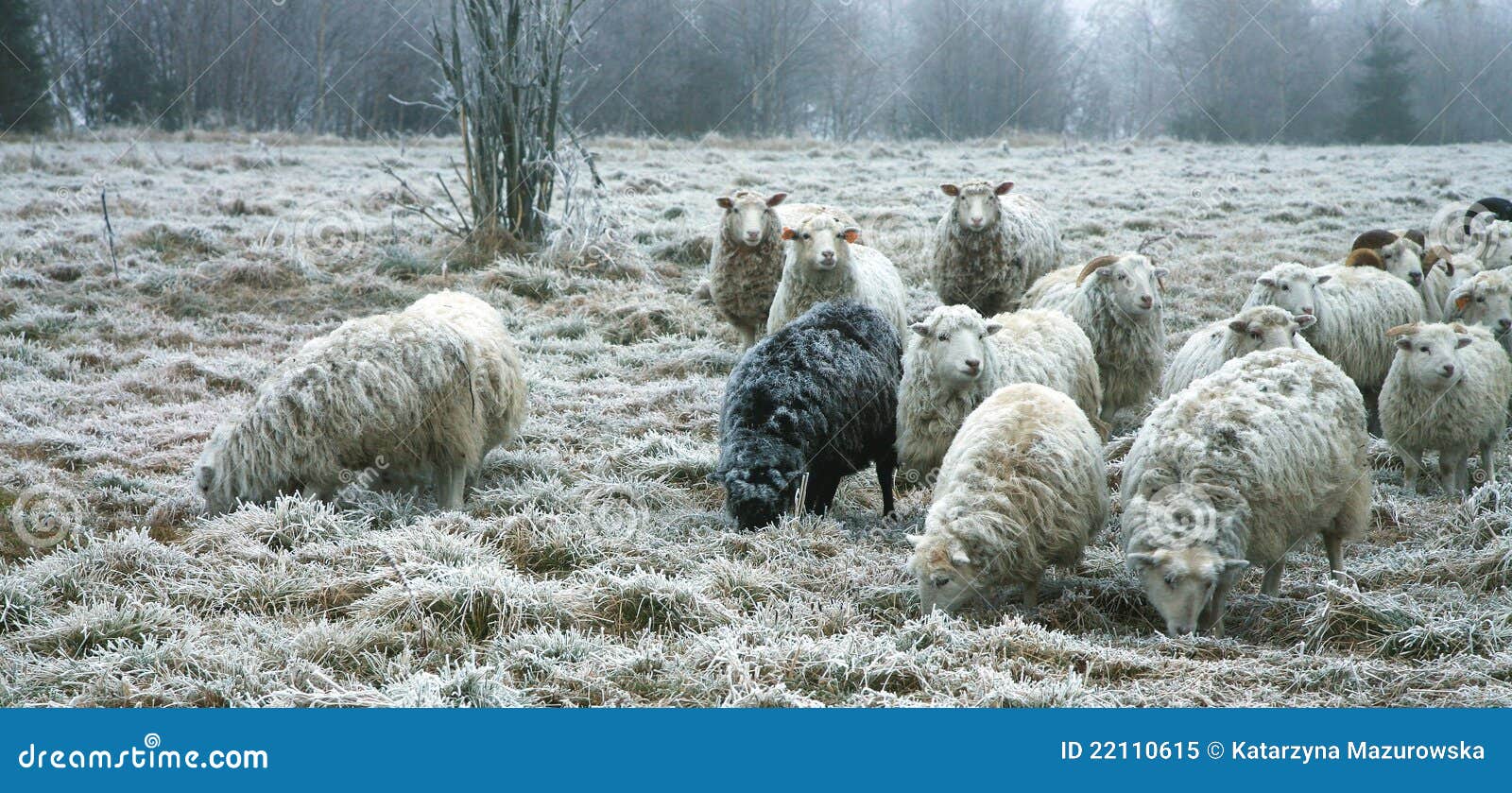 Sheeps by Beginning of Winter Stock Image - Image of farm, field: 22110615