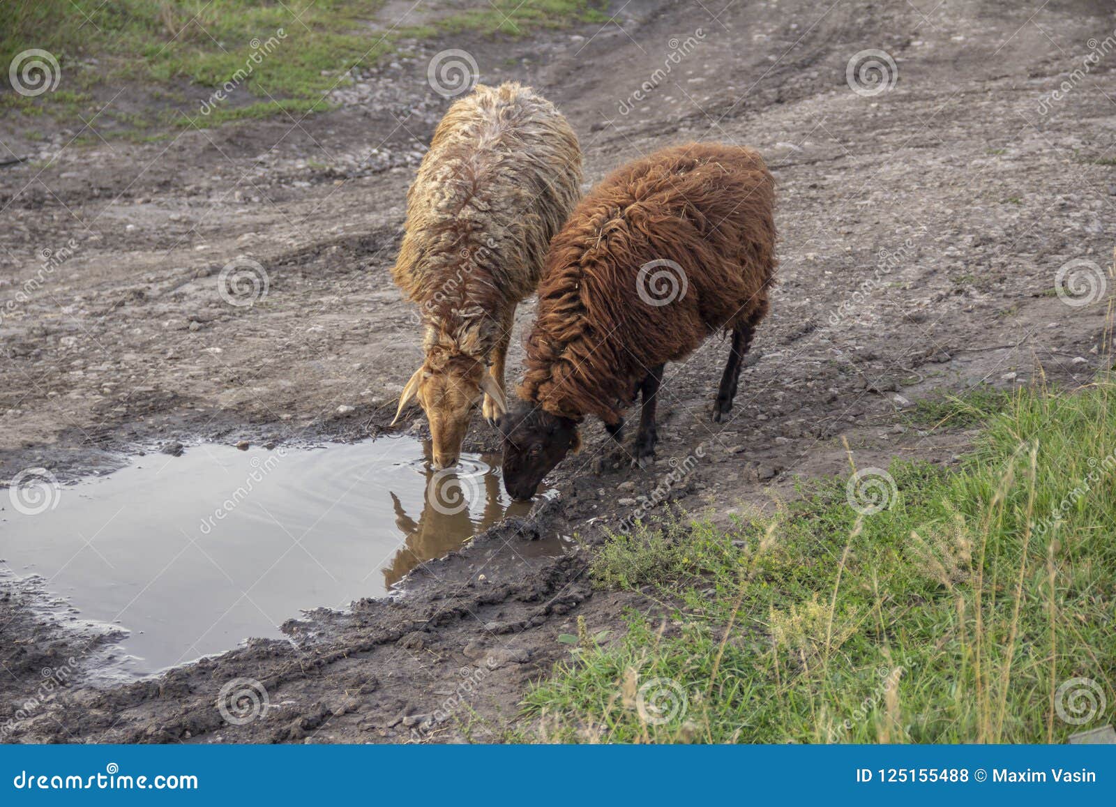 Sheeps Drink Water in Puddle. Stock Photo - Image of animal, grass ...
