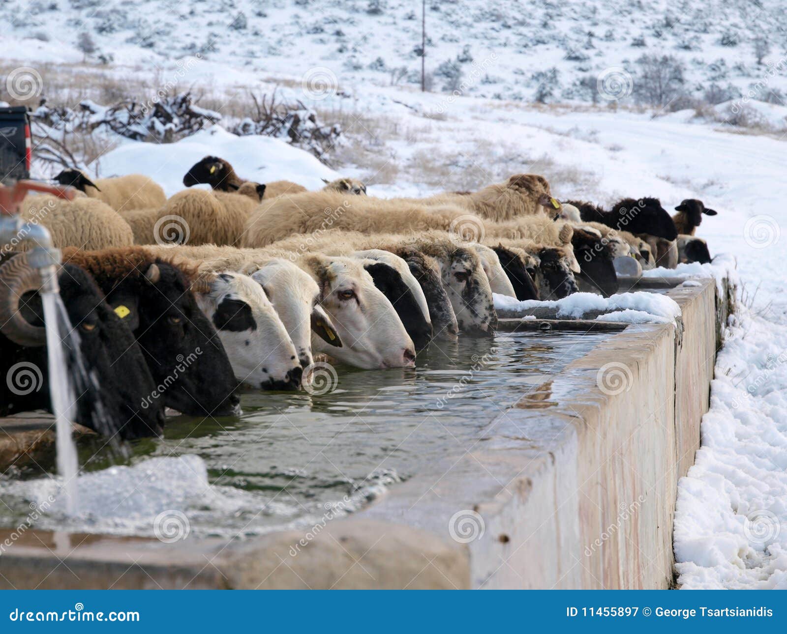 Sheeps drinking cold water stock image. Image of ruminant - 11455897