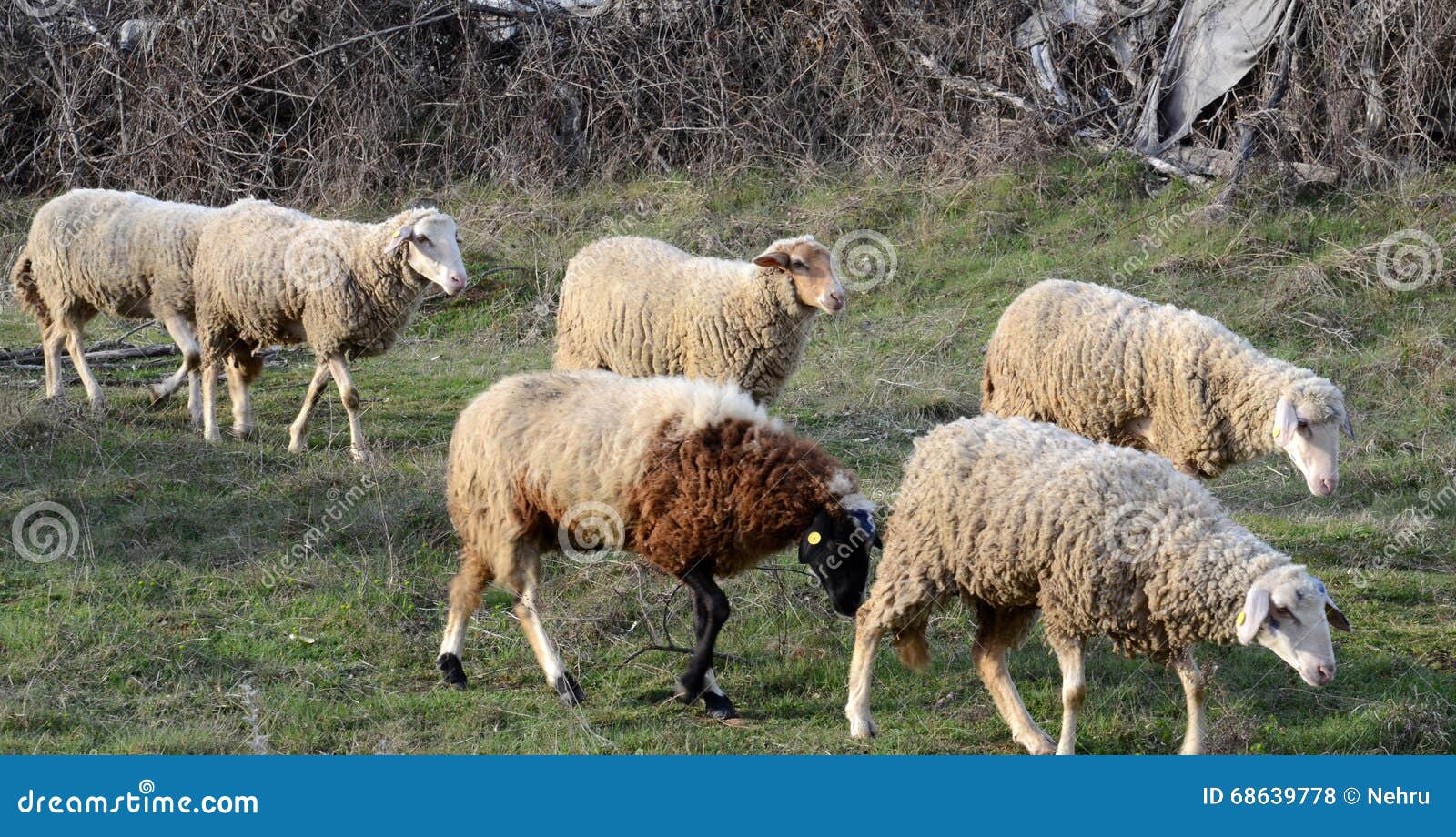 Sheeps in Dusk Going Back To Farm after Grazing Stock Photo - Image of ...