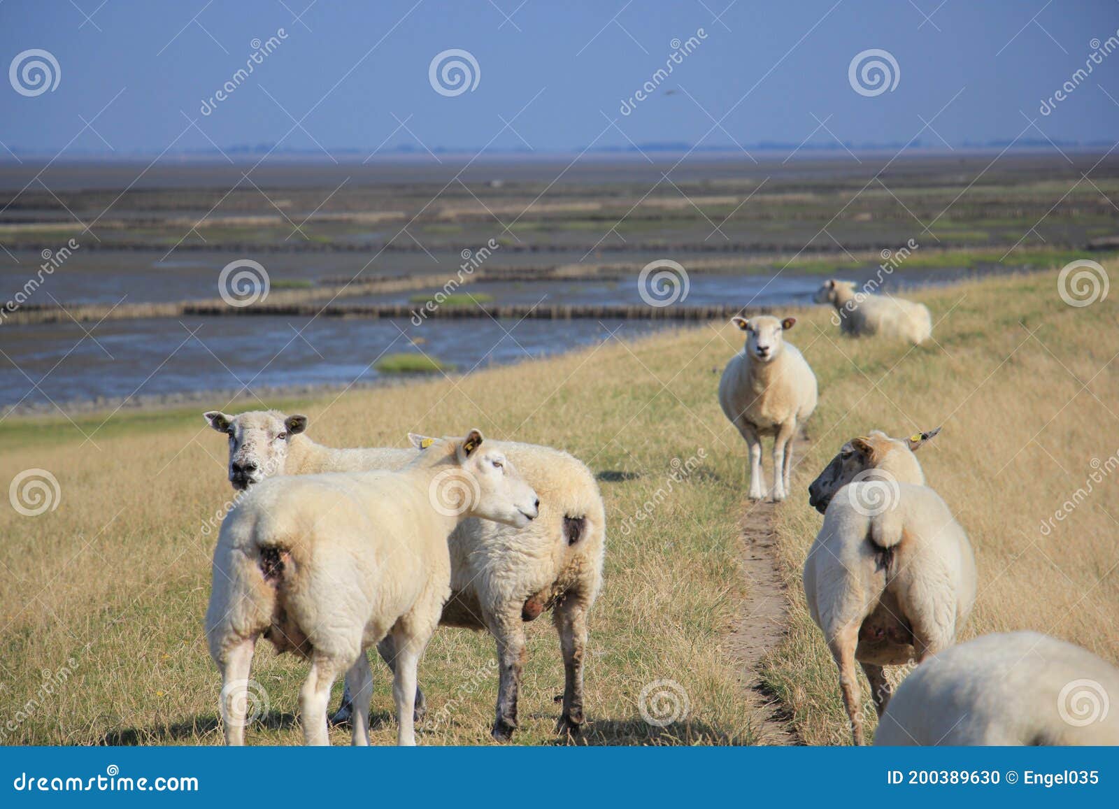 Sheeps on a stock photo. Image of idylle, friesland - 200389630