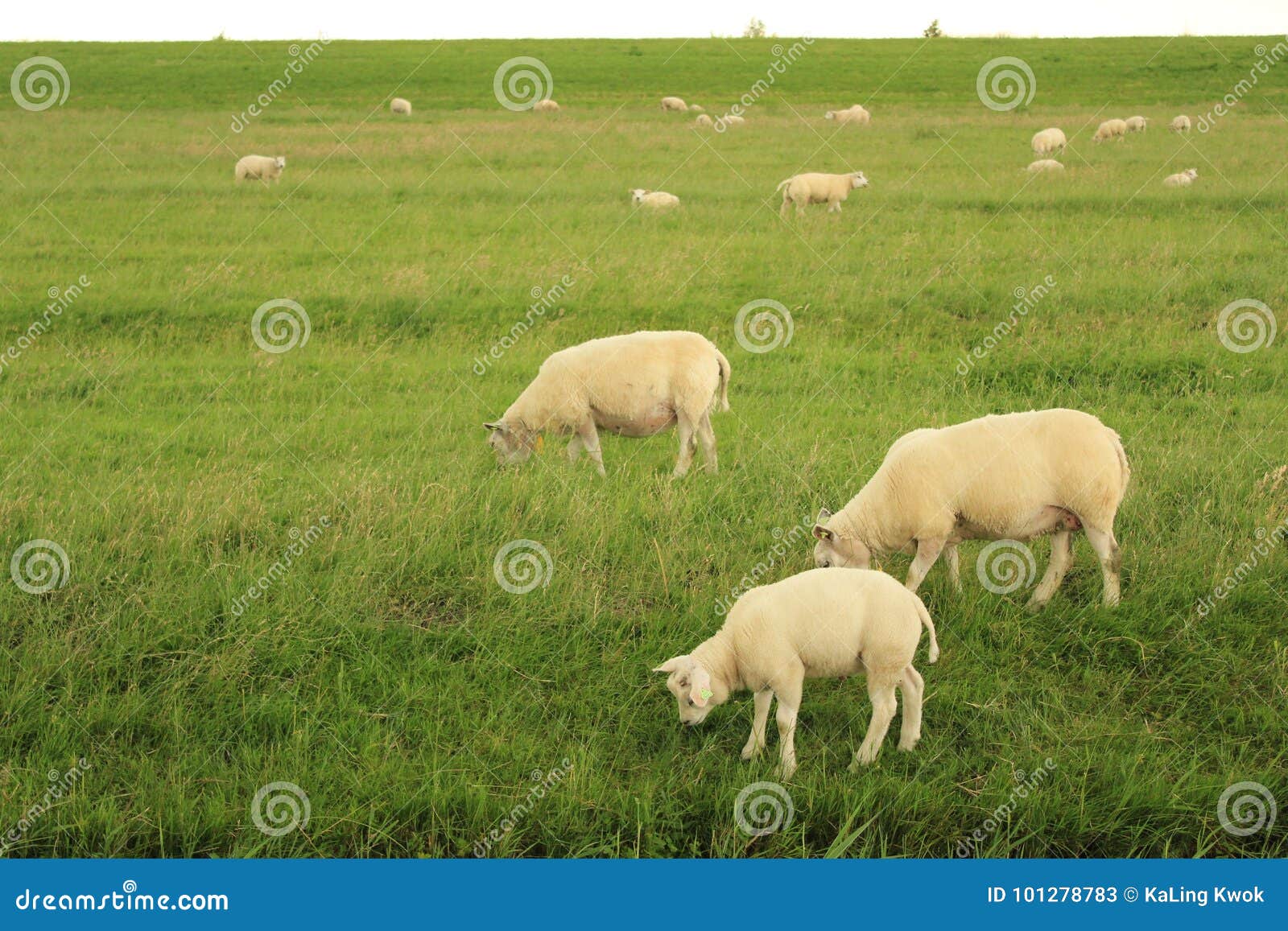 Hungry Sheeps Stock Photography | CartoonDealer.com #180007862