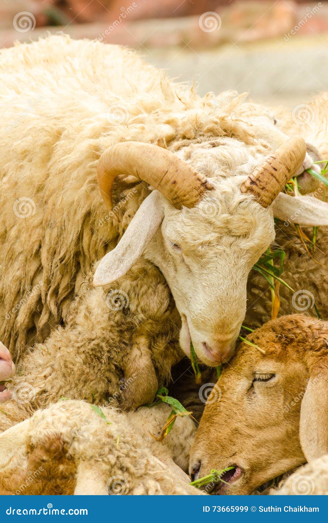 Sheeps eating grass stock image. Image of merino, ribs - 73665999