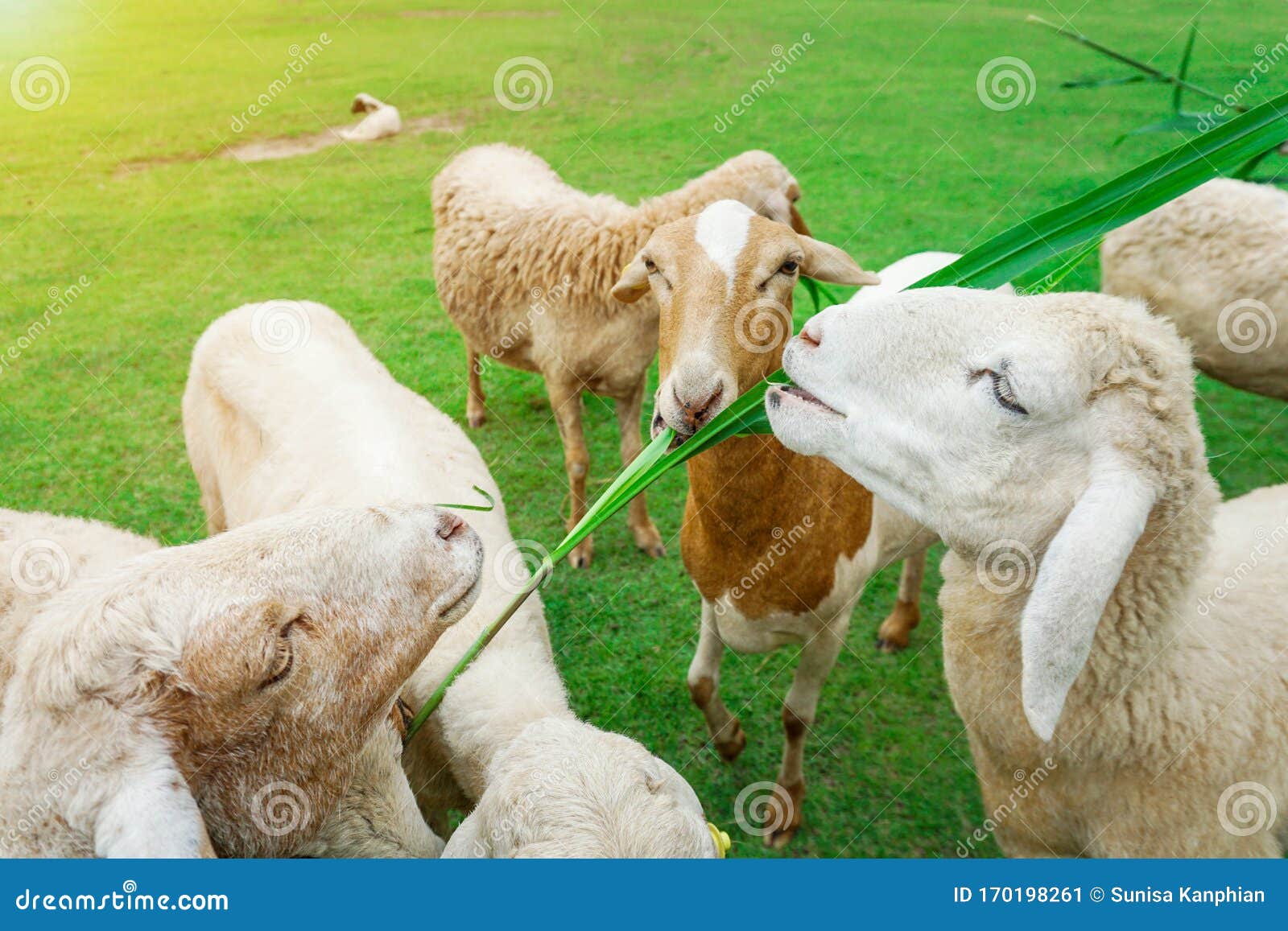 Hungry Sheeps Stock Photography | CartoonDealer.com #180007862