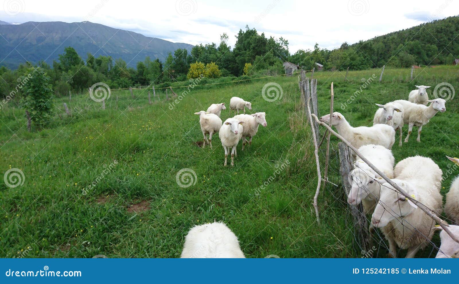 Sheeps escape stock image. Image of sheeps, escaped - 125242185