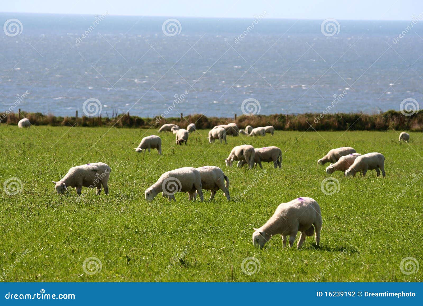 Sheeps on a farm stock photo. Image of field, life, grassland - 16239192