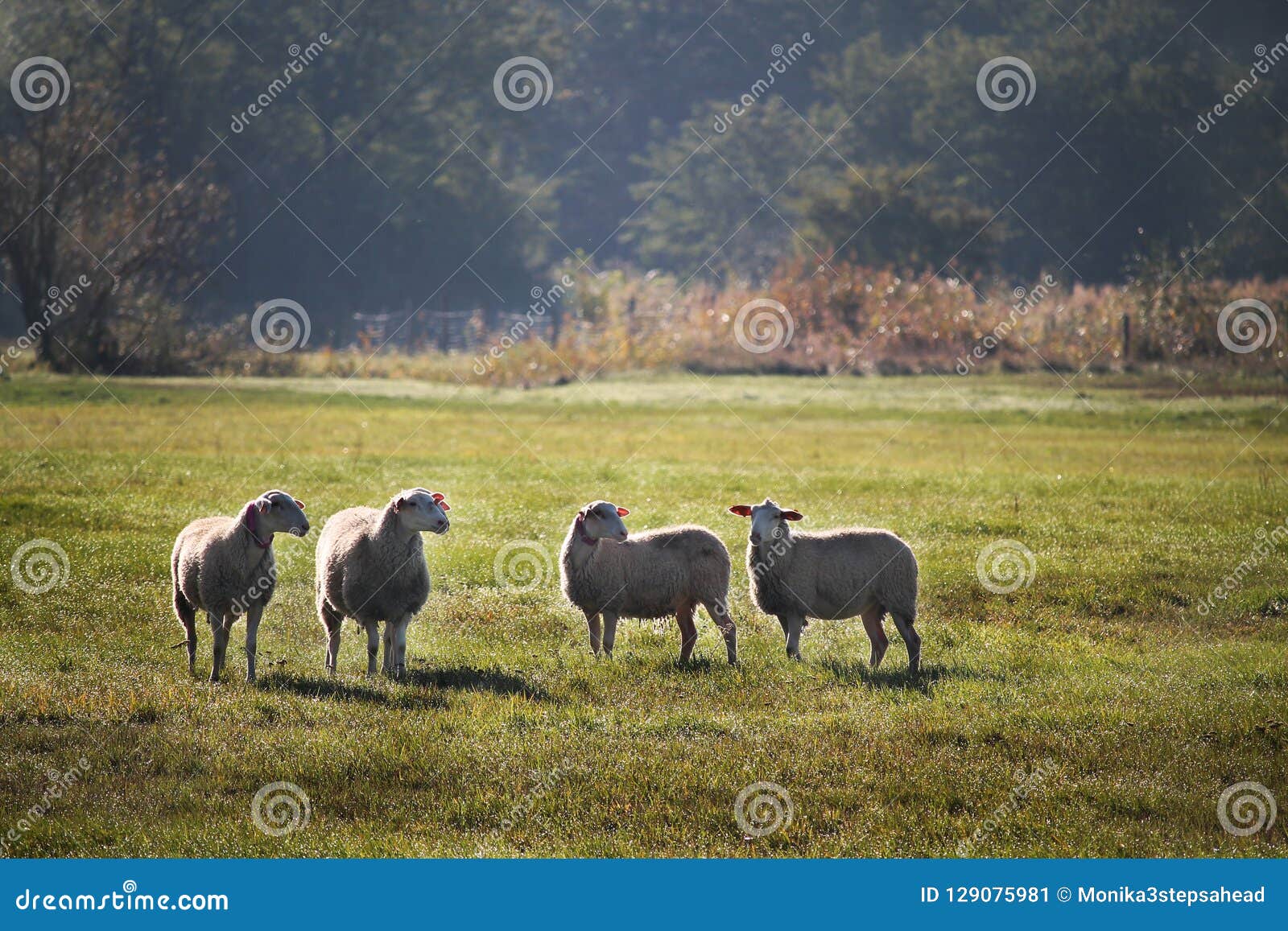 Sheeps on field stock image. Image of trees, green, wild - 129075981