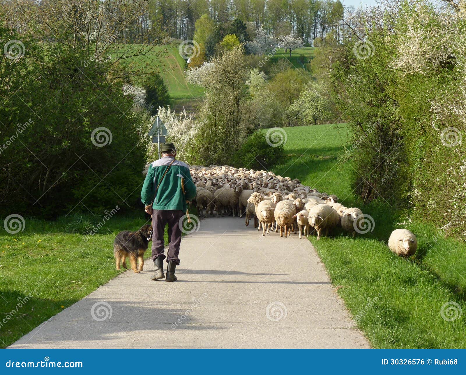 Sheeps follow shepherd editorial photo. Image of street - 30326576