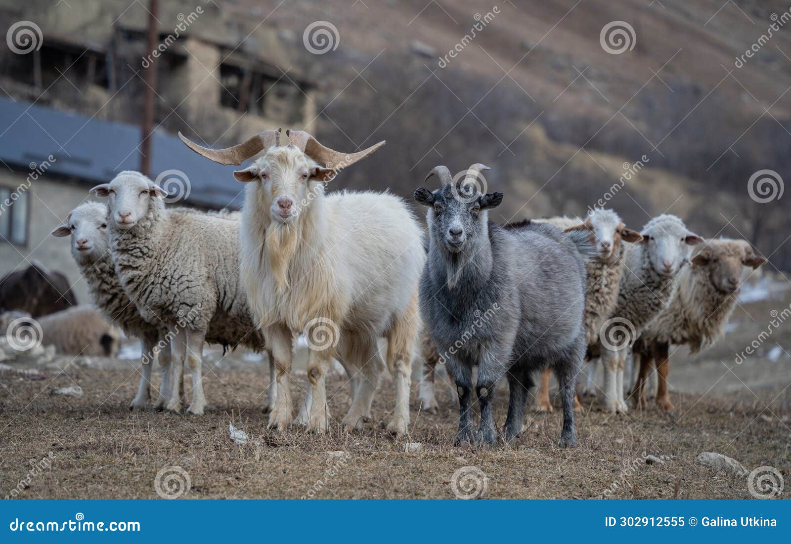 Seven Goats Walk On The Road In The Mountain In Lanyu, Taiwan. Stock ...