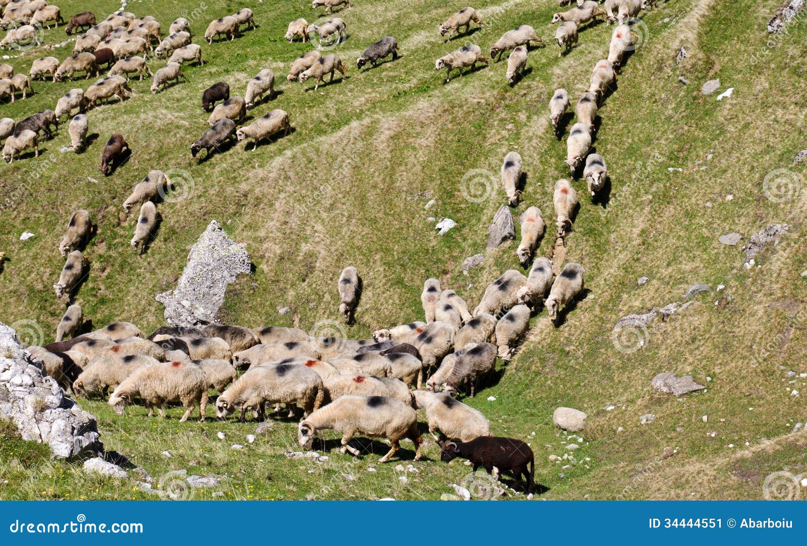 Sheeps going down the hill stock image. Image of mioritic - 34444551
